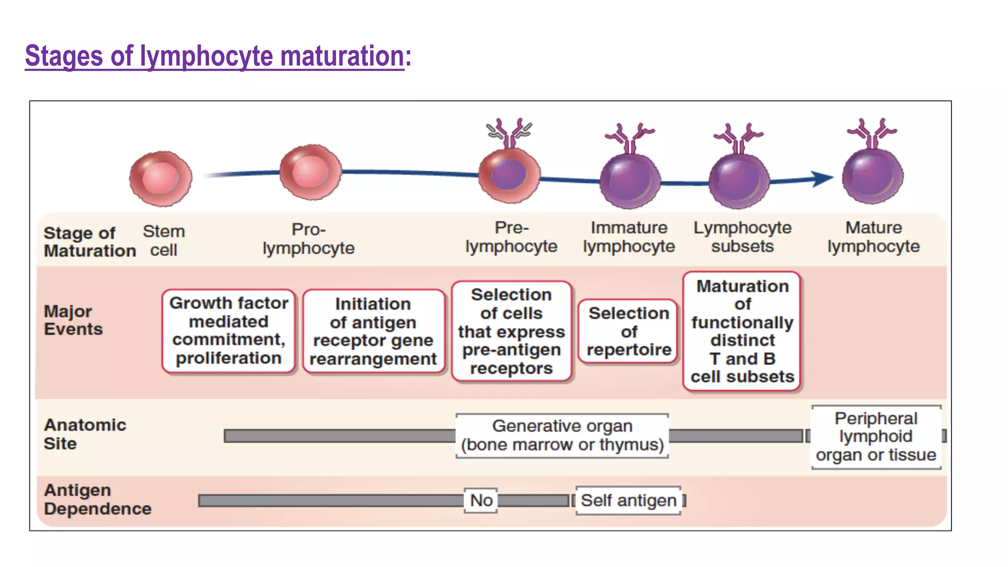 Mature B-cell Neoplasms | PDF