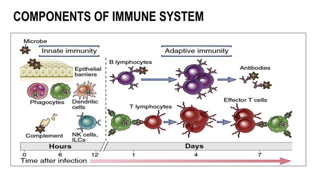 Mature B-cell Neoplasms | PDF