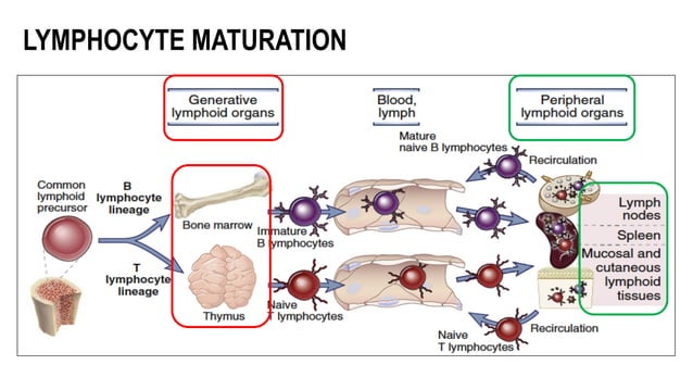 Mature B-cell Neoplasms | PDF