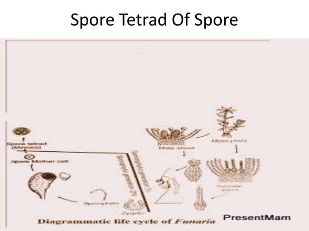 Funaria Life Cycle | PPT