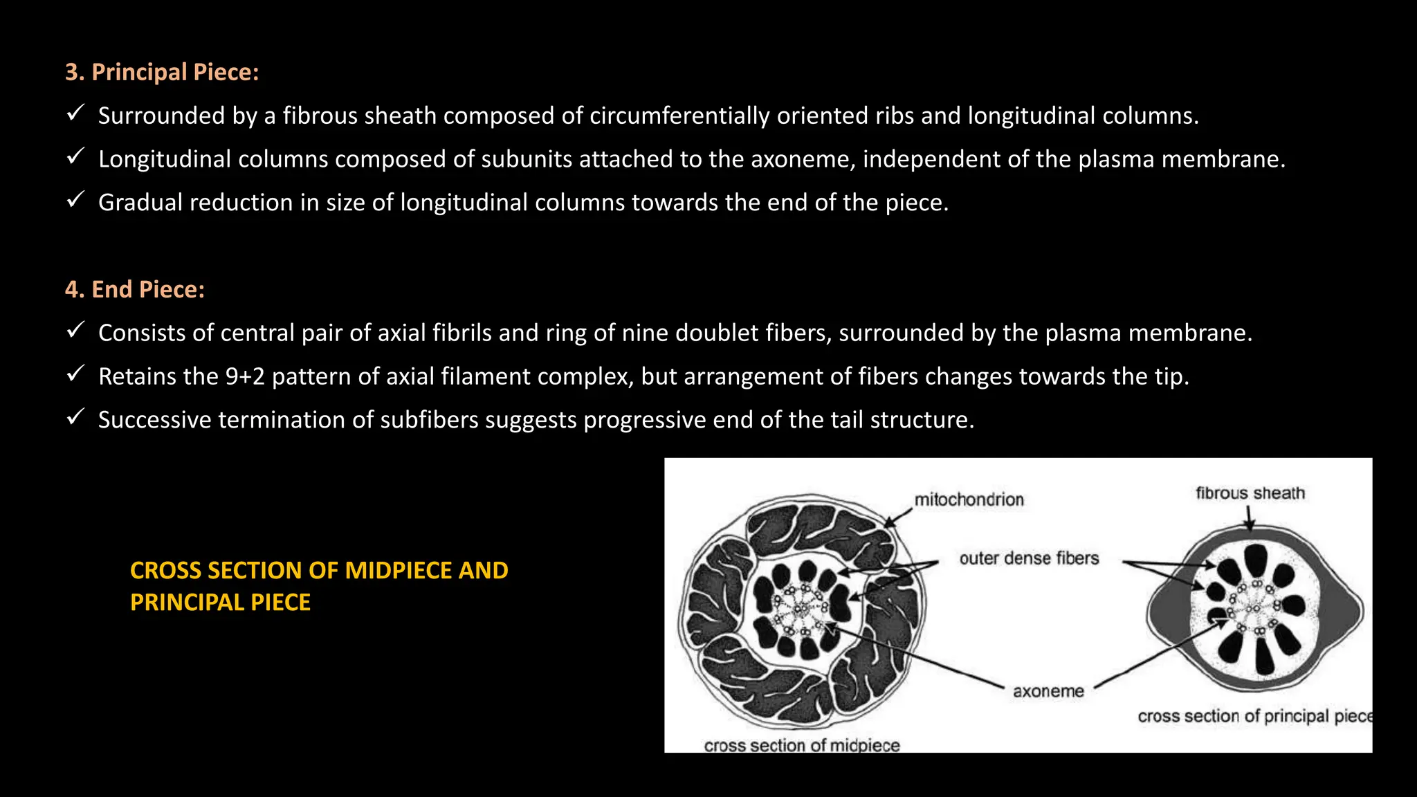 MATURE SPERM MORPHOLOGY AND SEMINAL PLASMA [Autosaved].pptx