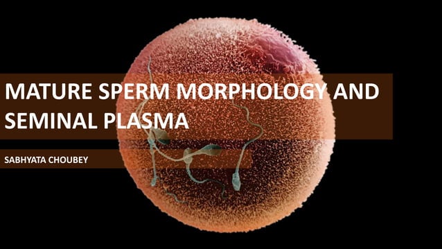 MATURE SPERM MORPHOLOGY AND SEMINAL PLASMA [Autosaved].pptx