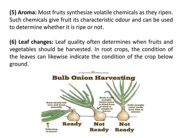 maturity and ripening | PPTX