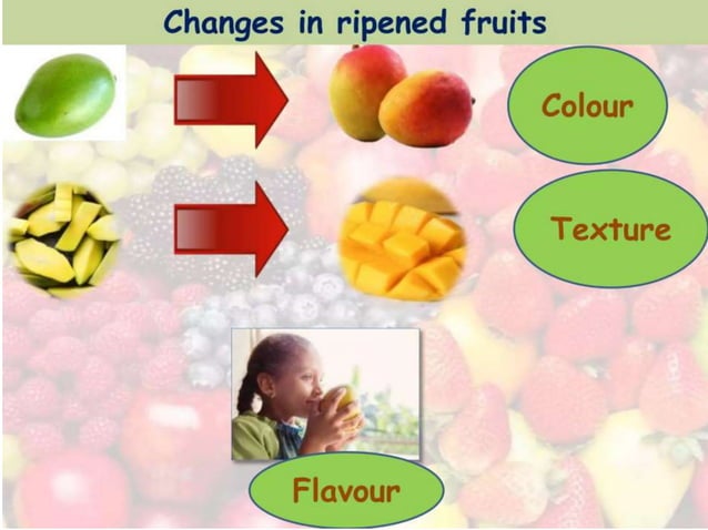 maturity and ripening | PPTX