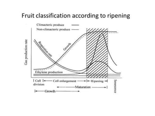 maturity and ripening | PPTX