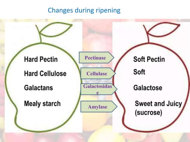 maturity and ripening | PPTX