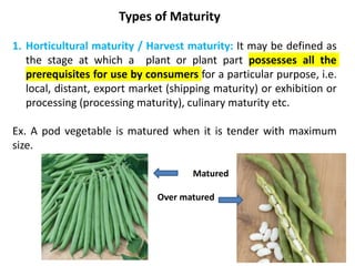 maturity and ripening | PPTX