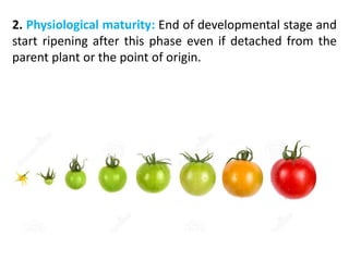 maturity and ripening | PPTX
