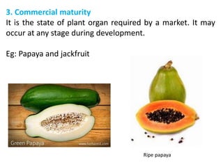 maturity and ripening | PPTX