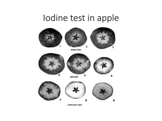 Maturity indices for harvesting fruits | PPTX
