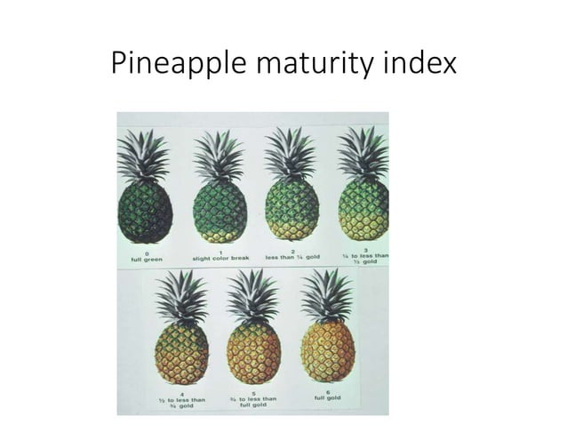 Maturity indices for harvesting fruits | PPTX