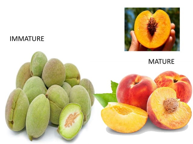 Maturity indices for harvesting fruits | PPTX