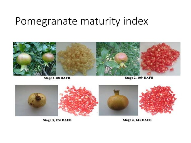 Maturity indices for harvesting fruits | PPTX