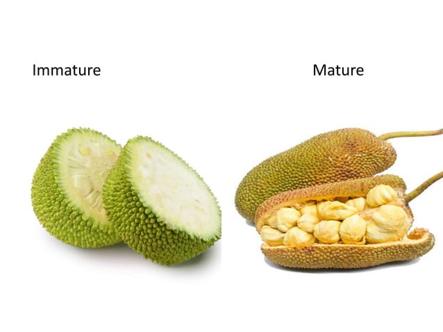 Maturity indices for harvesting fruits | PPTX