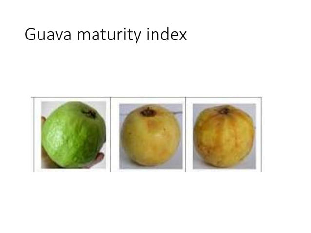Maturity indices for harvesting fruits | PPTX