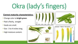 Maturity Indices Of Fruit And Vegetable.pptx