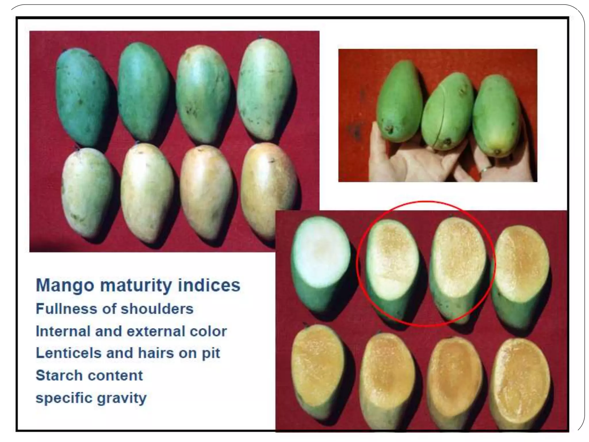 Maturity indices of fruits and vegetables | PPTX