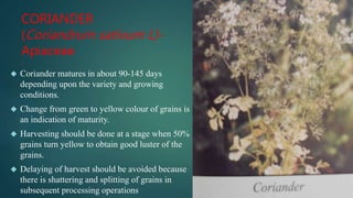 Maturity indices of spices | PPTX