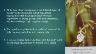 Maturity indices of spices | PPTX
