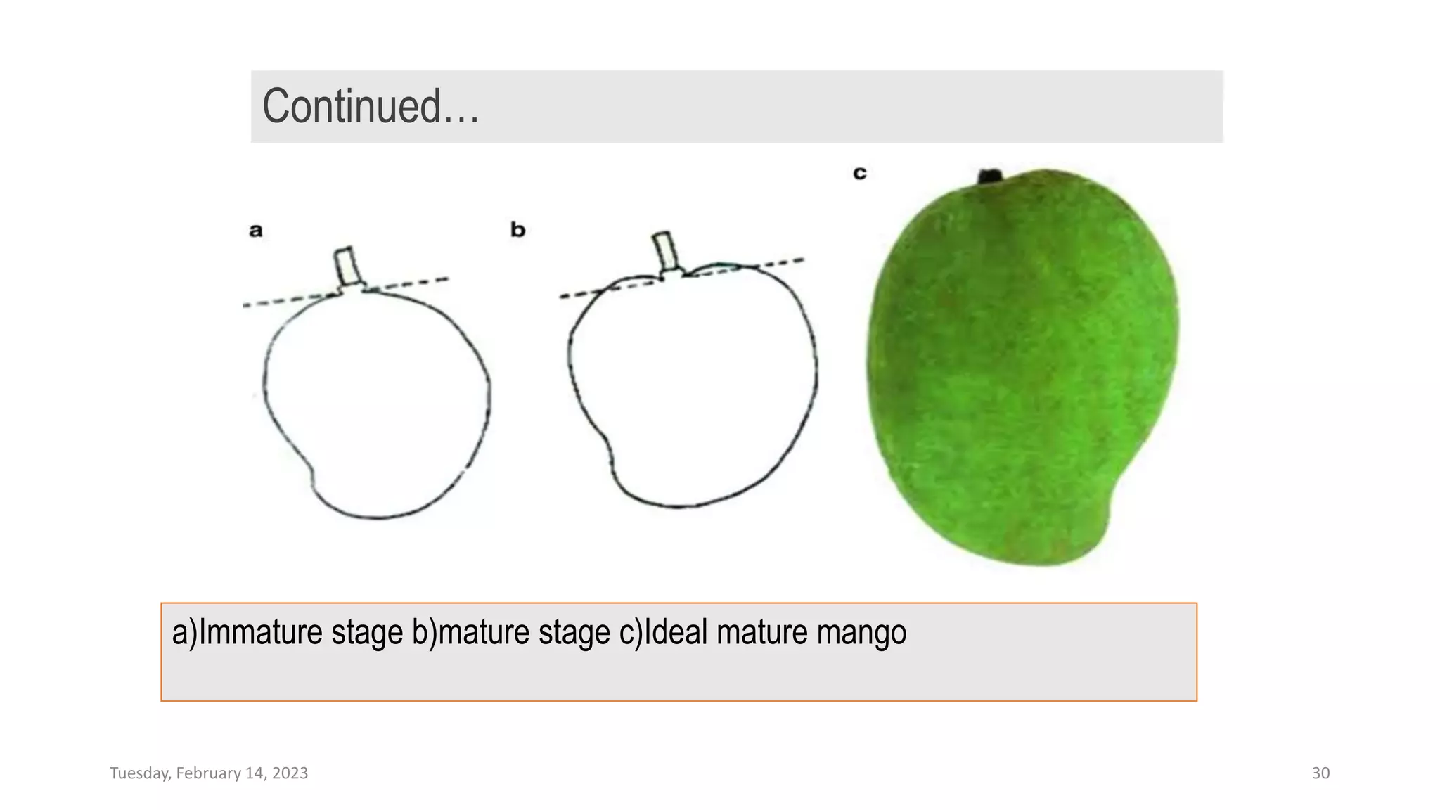 Maturity & Maturity Indices of Fruits & Vegetables ppt 2023.pptx