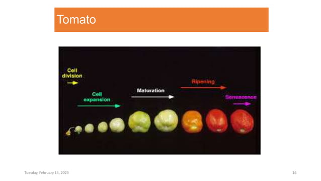 Maturity And Maturity Indices Of Fruits And Vegetables Ppt 2023pptx