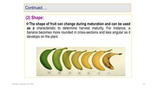 Maturity & Maturity Indices of Fruits & Vegetables ppt 2023.pptx