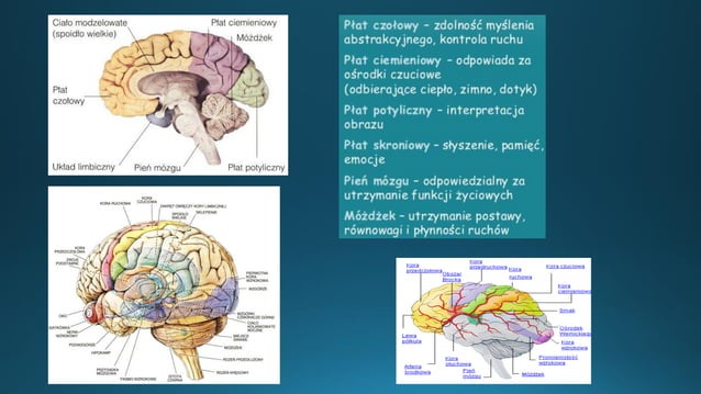 Mózg - Od struktury do funkcji - Neurobrazowanie | PDF | Brain and ...