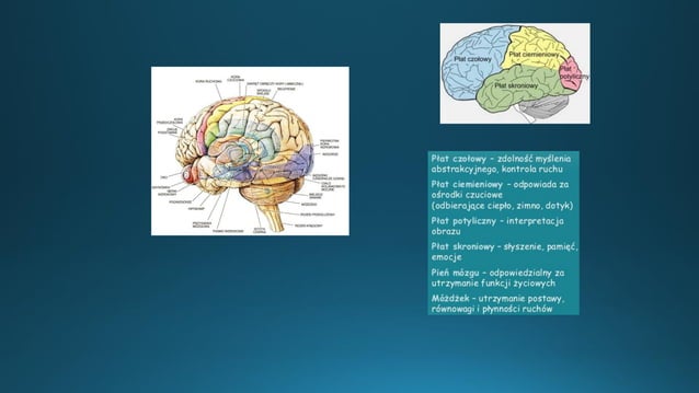 Mózg - Od struktury do funkcji - Neurobrazowanie | PDF | Brain and ...