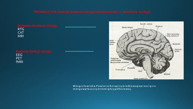 Mózg - Od struktury do funkcji - Neurobrazowanie | PDF | Brain and ...