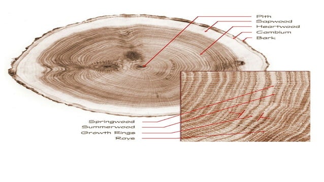 MATVE-WOOD-WORKING-1.pptx.................. | PPTX