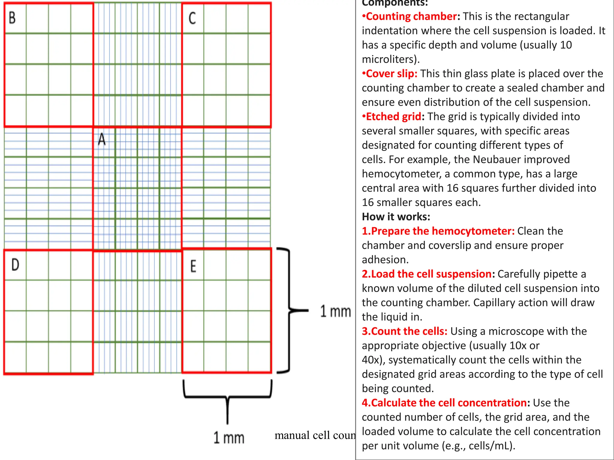 manual cell count.pdf