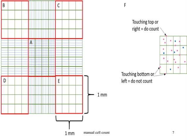 manual cell count.pdf | Blood Disorders | Diseases and Conditions