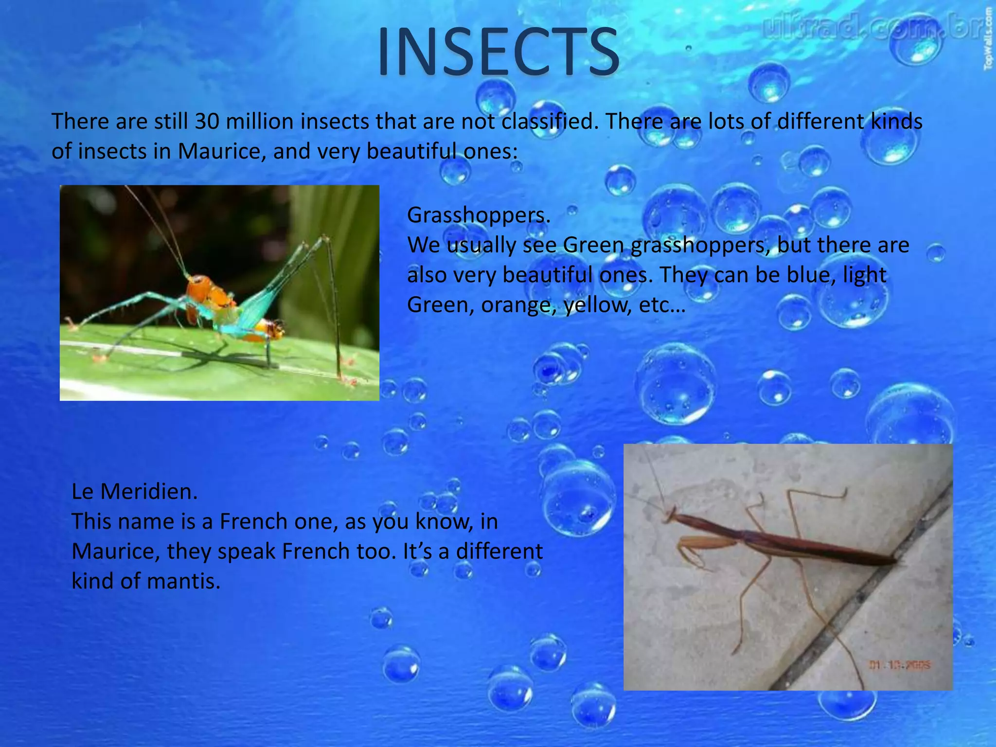 Flora and fauna in Maurice | PPTX