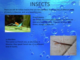 Flora and fauna in Maurice | PPTX