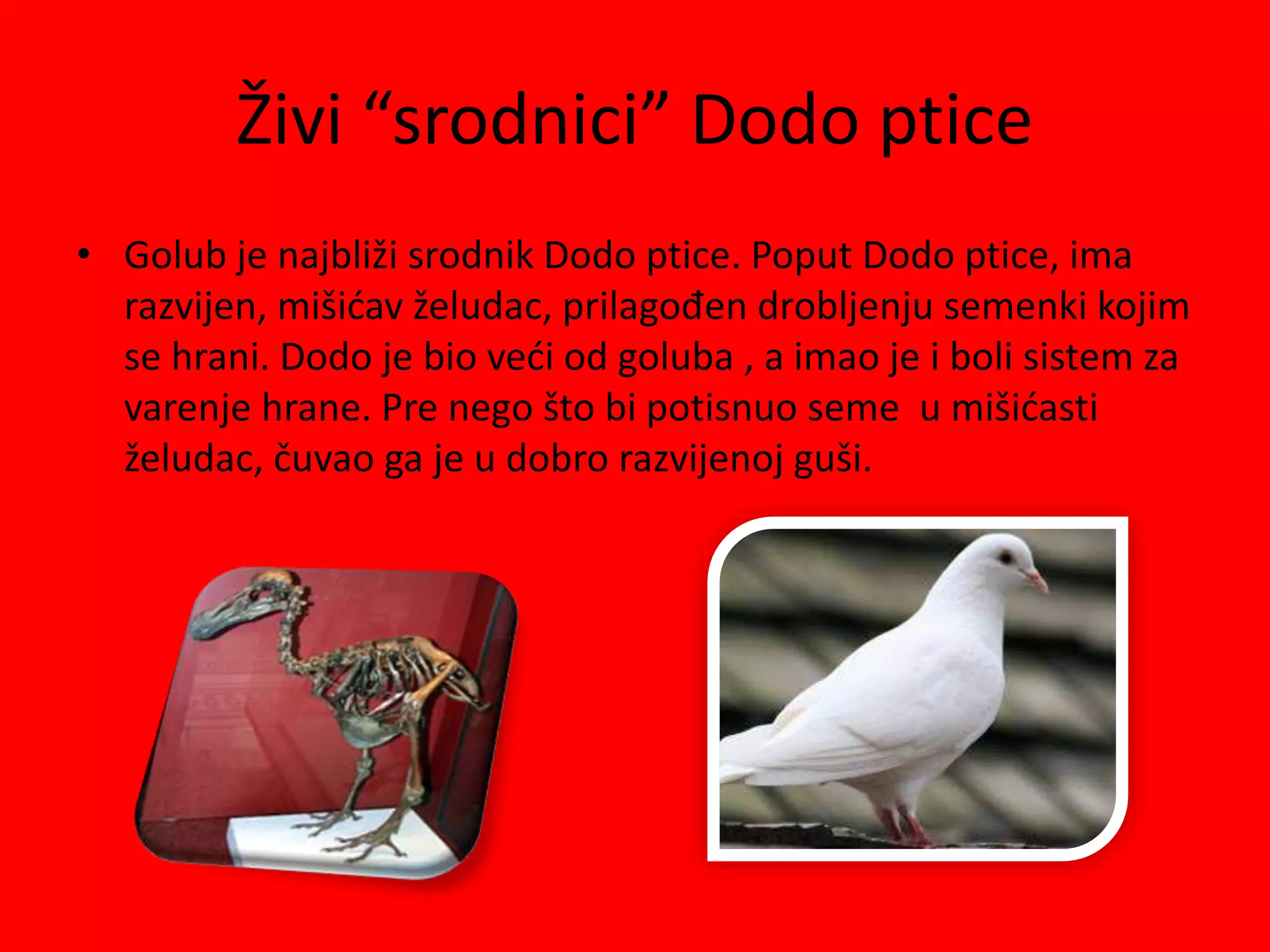 Ptica Dodo | PPTX