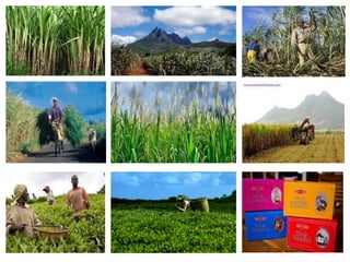 Mauritius multicultural rainbow1 | PDF
