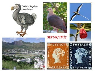 Mauritius multicultural rainbow1 | PDF