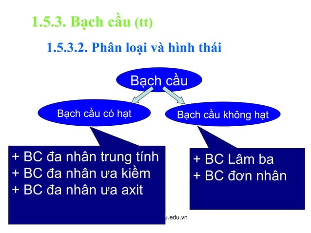 Mau va bach huyet p4 | PPT