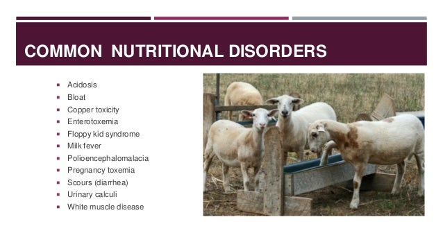 Small ruminant nutrition and the problems that arise from poor nutrit…