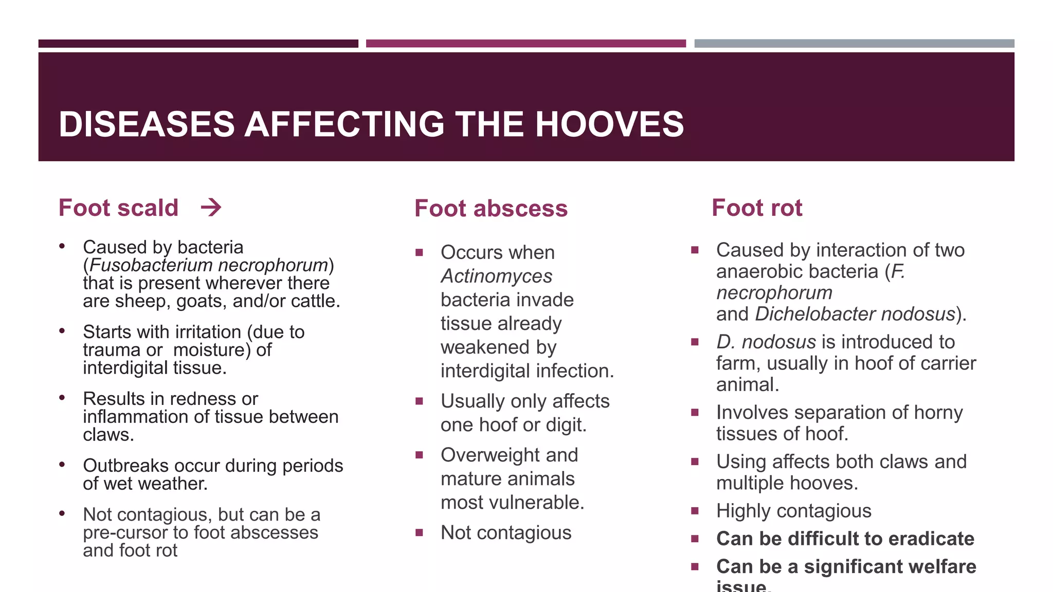 On overview of disease conditions in small ruminants | PPTX