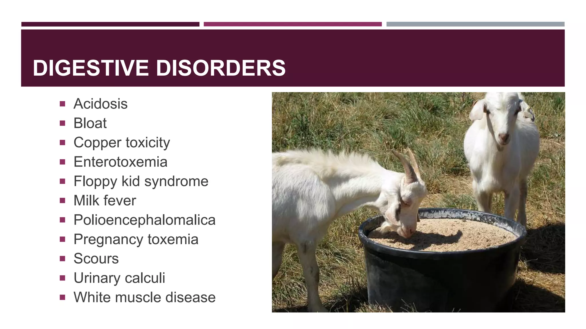 On overview of disease conditions in small ruminants | PPTX