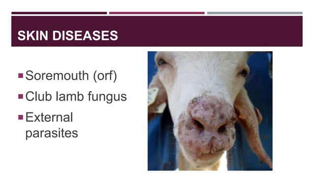 On overview of disease conditions in small ruminants | PPTX