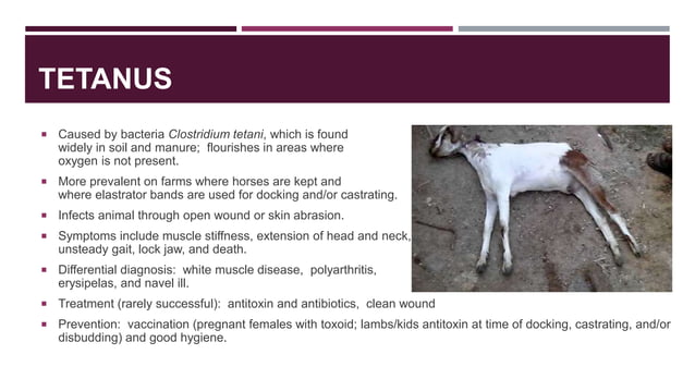 On overview of disease conditions in small ruminants | PPT