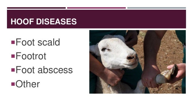 On overview of disease conditions in small ruminants