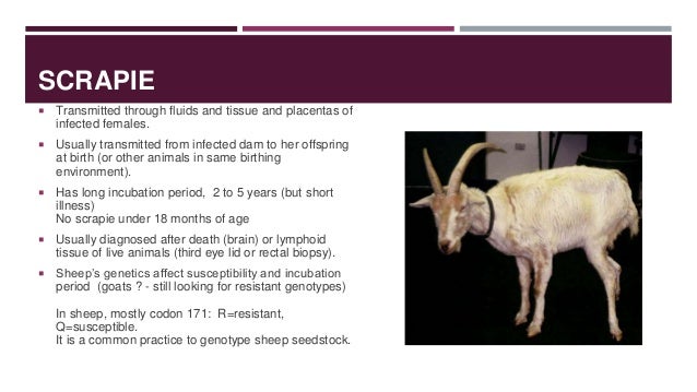 Regulatory Oversight of Small Ruminants