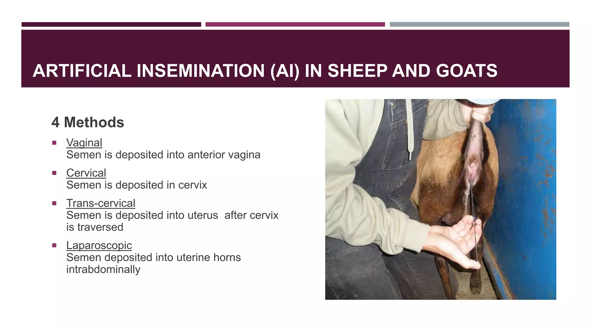 Small ruminant reproduction and opportunities to enhance reproductive ...