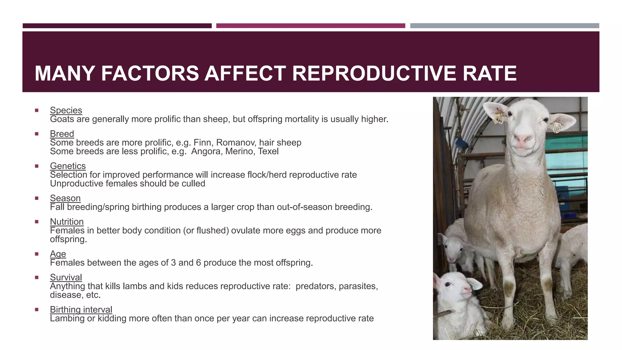 Small ruminant reproduction and opportunities to enhance reproductive ...