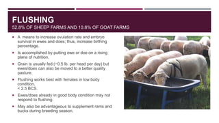 Small ruminant reproduction and opportunities to enhance reproductive ...