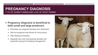 Small ruminant reproduction and opportunities to enhance reproductive ...
