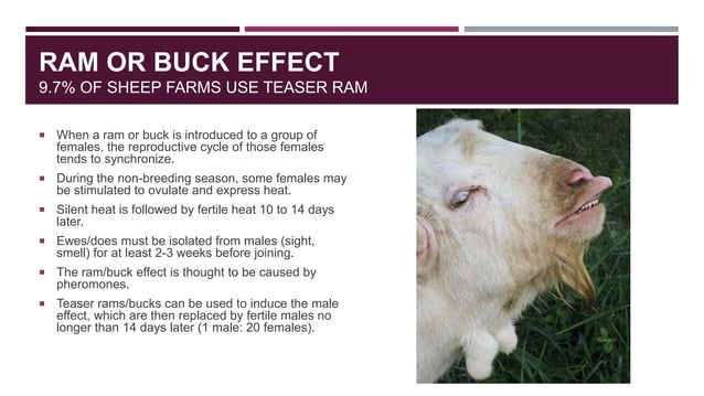 Small ruminant reproduction and opportunities to enhance reproductive ...